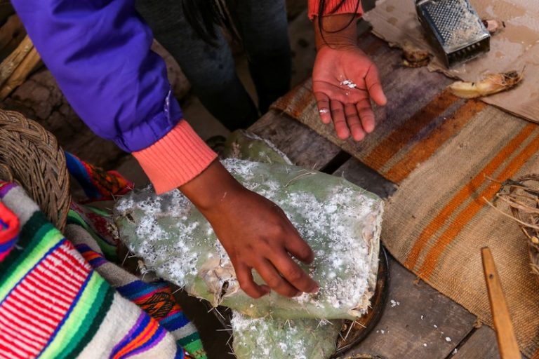 Colorante e120: da cosa è fatto e dove si trova - Agorà Notizie